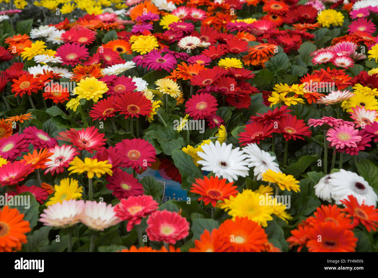 Dutch flower hi-res stock photography and images - Alamy