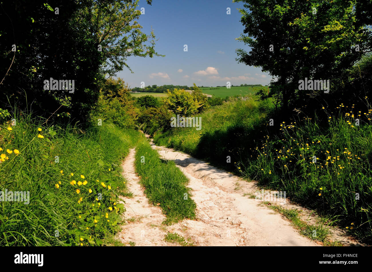 Chalk downs wildflowers hi-res stock photography and images - Alamy