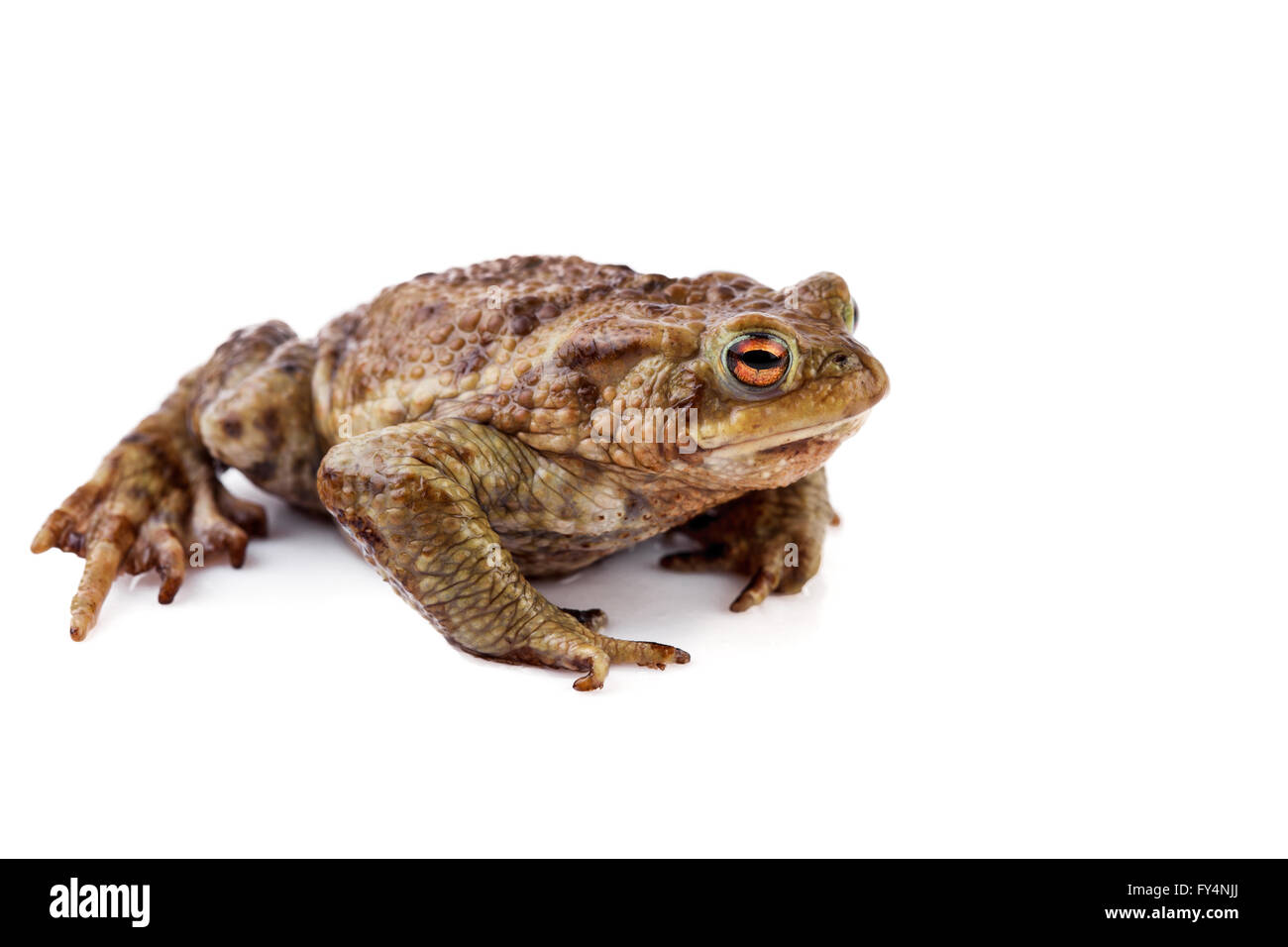 Frog toad green hi-res stock photography and images - Alamy