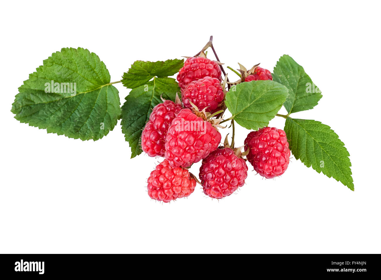 Raspberry branch hi-res stock photography and images - Alamy