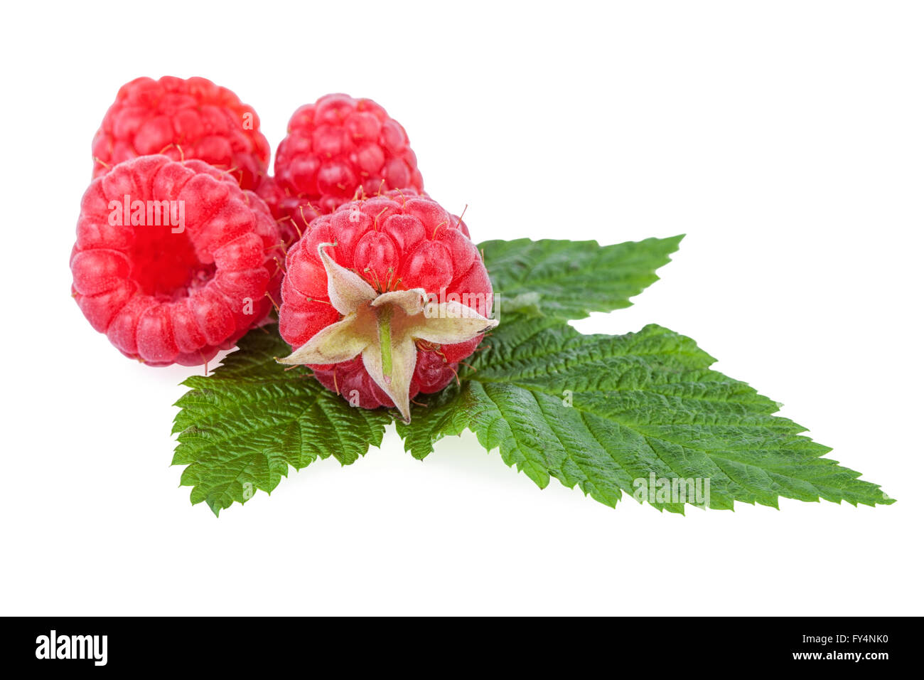 Fresh raspberry. Organic berry with green leaf isolated on white Stock ...