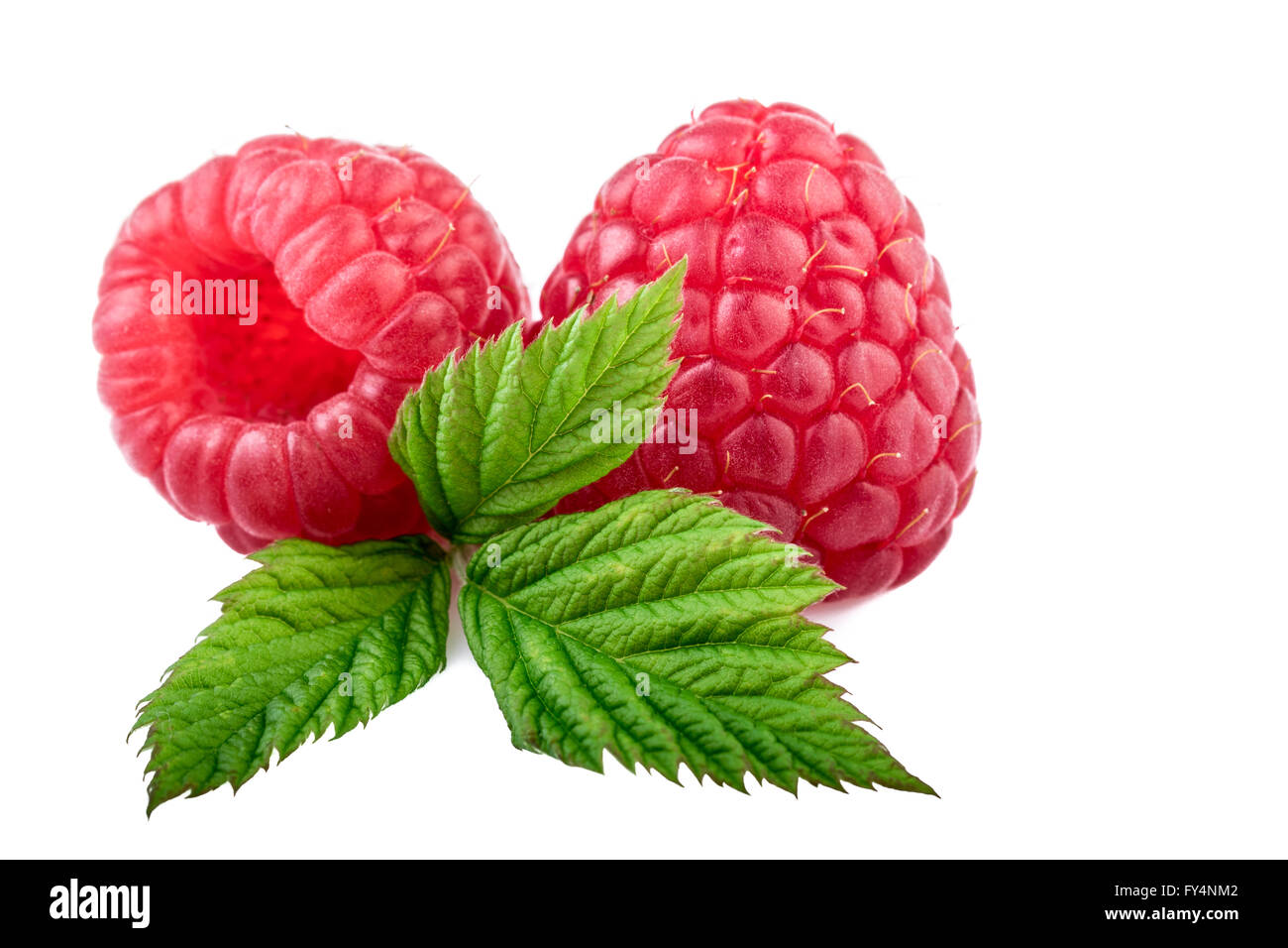 Ripe raspberry isolated on white background close up Stock Photo - Alamy