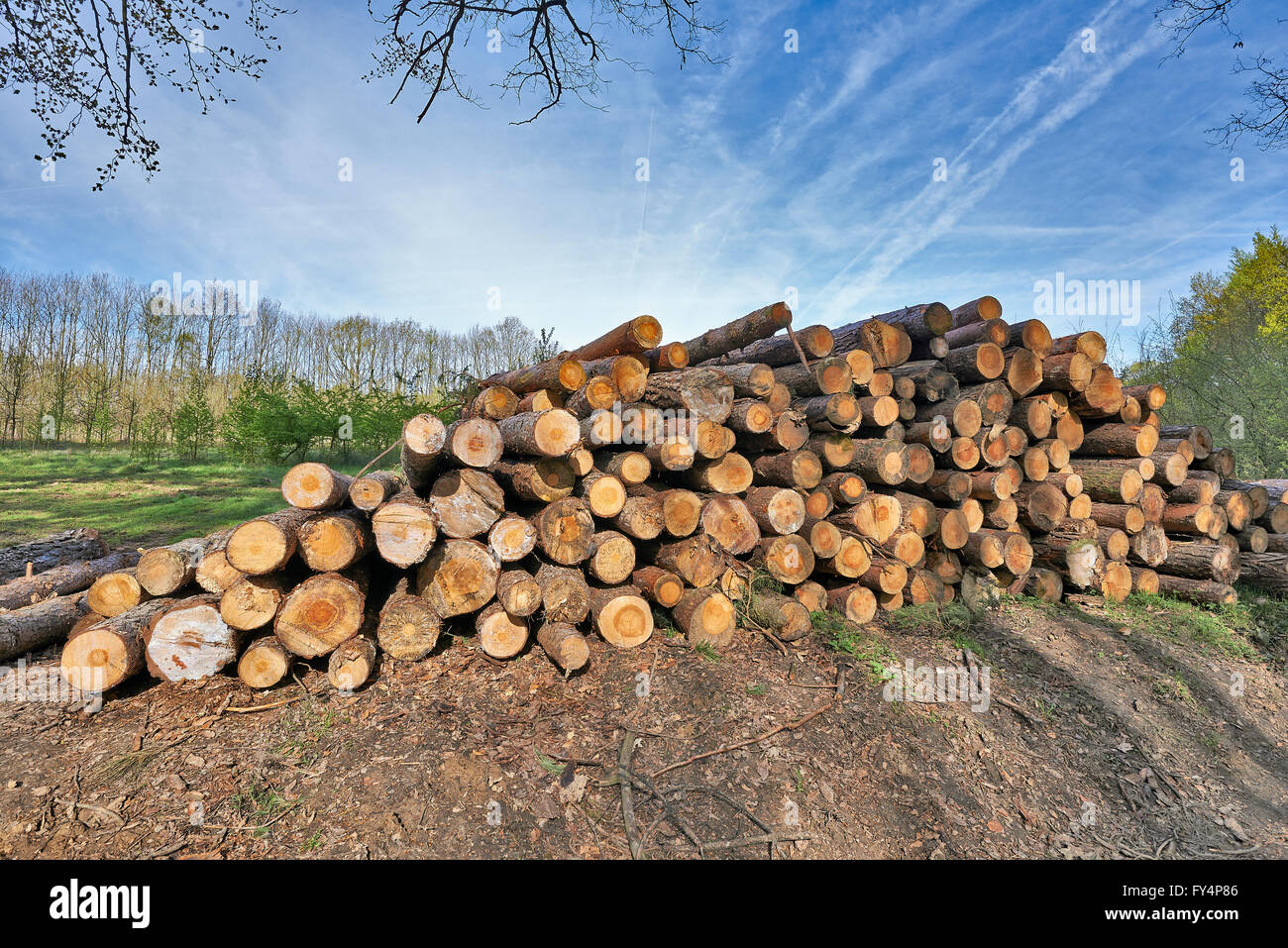 The cut and chopped fire wood are stacked in a heap Stock Photo - Alamy