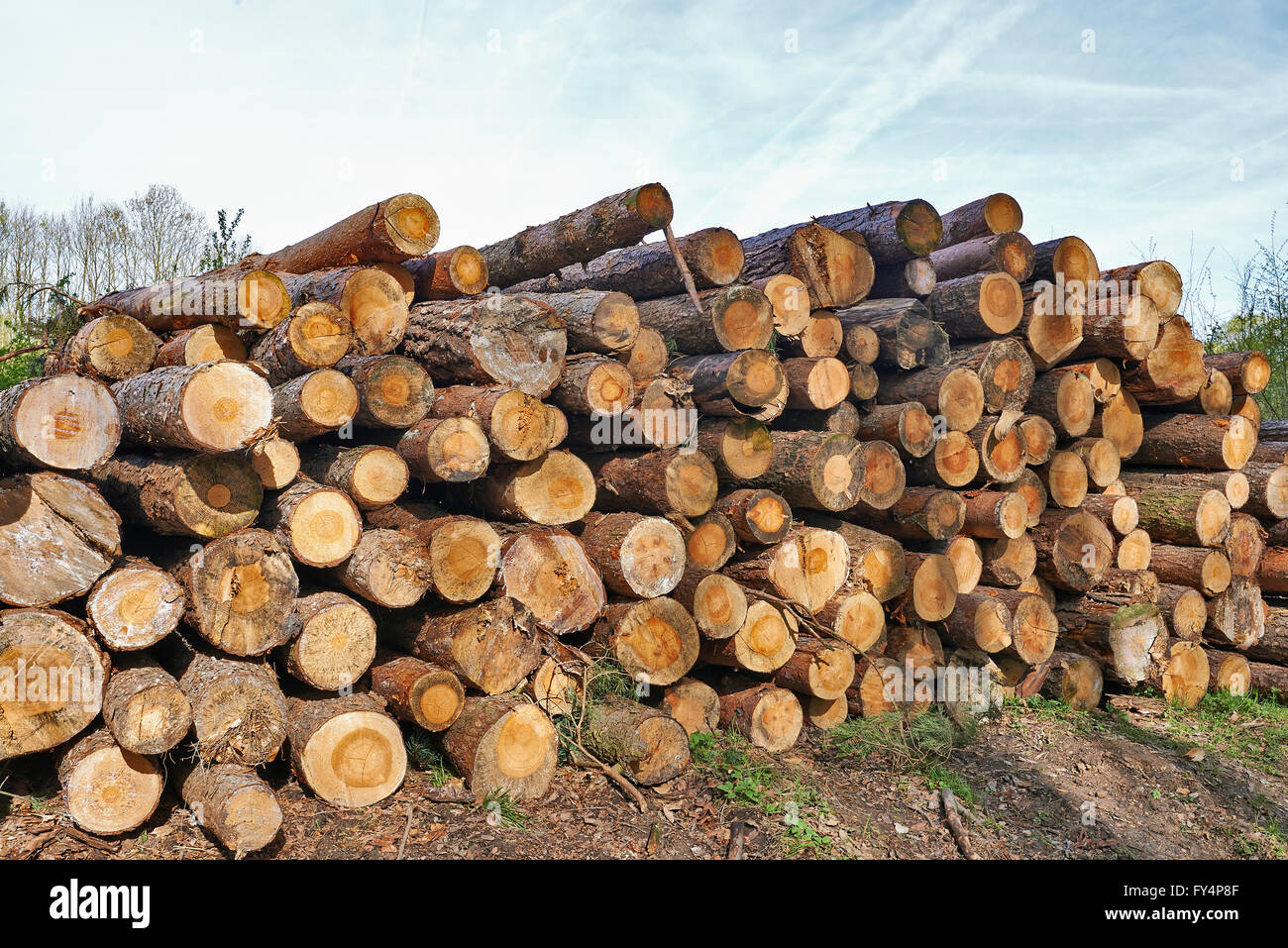 The cut and chopped fire wood are stacked in a heap Stock Photo - Alamy