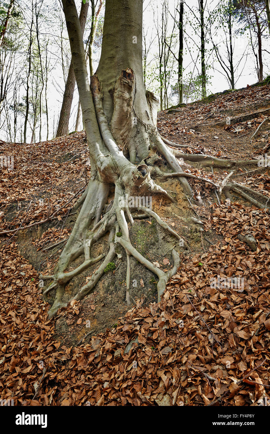 Tree with spreading root system in the Belgian forest from Halle Stock ...