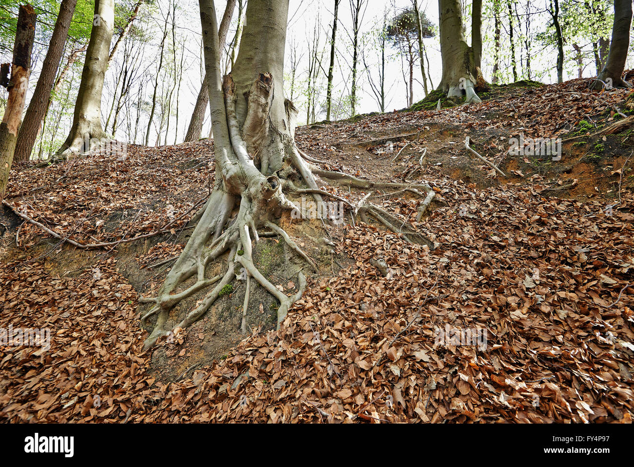 Tree with spreading root system in the Belgian forest from Halle Stock ...