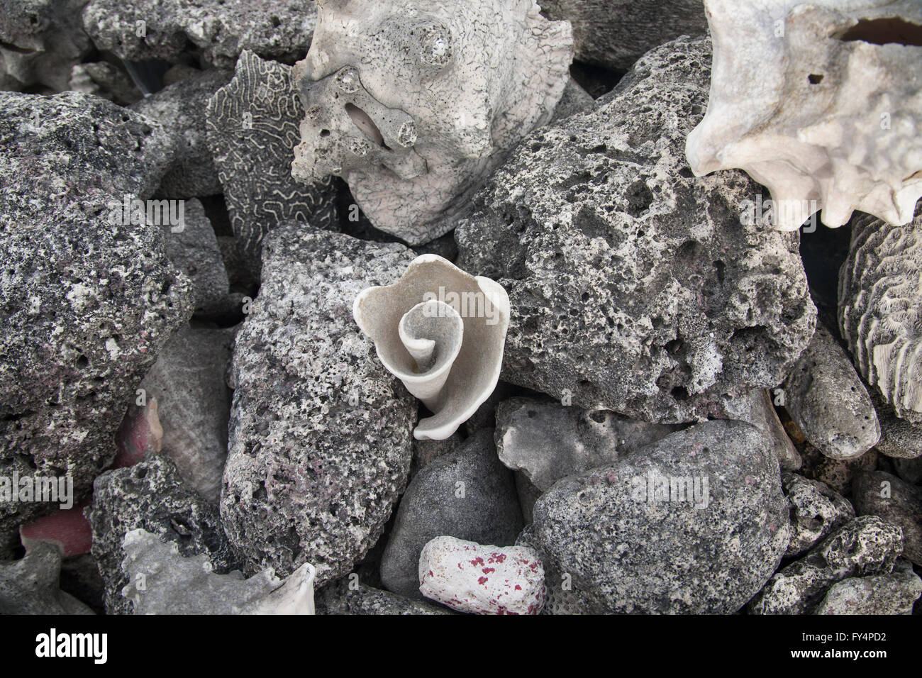 Shells caribbean sea coast tropical Bonaire island Stock Photo - Alamy