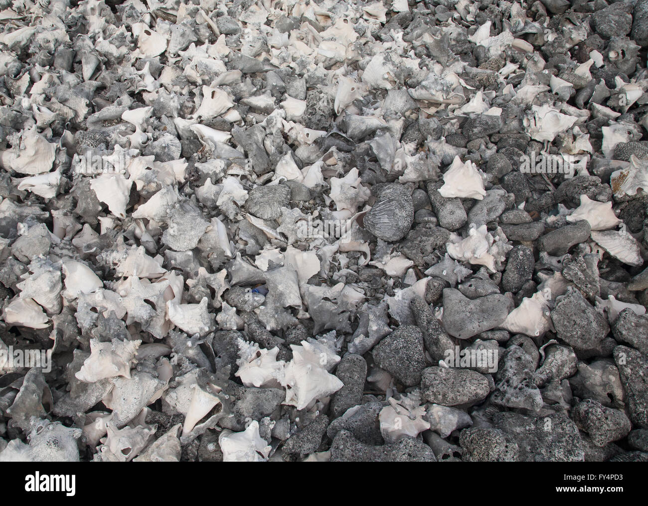 Shells caribbean sea coast tropical Bonaire island Stock Photo - Alamy