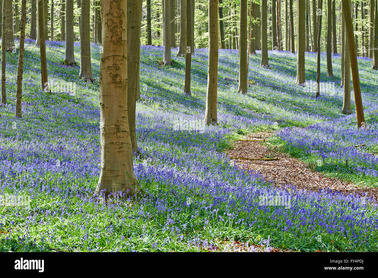 Magical Morning in forest of Halle with bluebell flowers, Halle ...