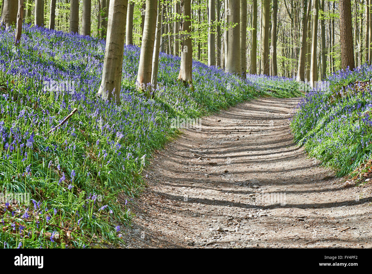 Magical Morning in forest of Halle with bluebell flowers, Halle ...
