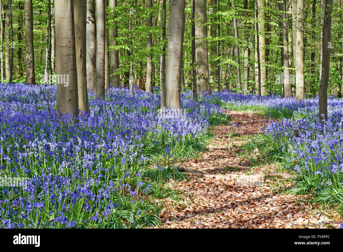 Magical Morning in forest of Halle with bluebell flowers, Halle ...