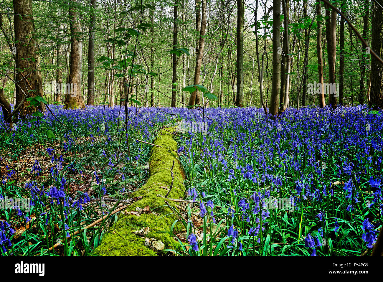 Magical Morning in forest of Halle with bluebell flowers, Halle ...