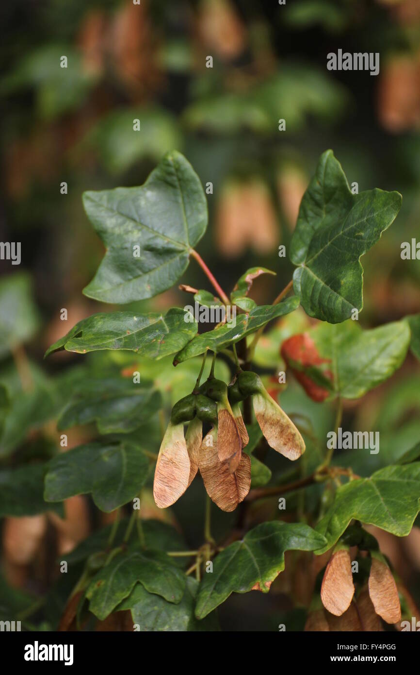 Montpellier maple (Acer monspessulanum) leaves and seeds Stock Photo ...