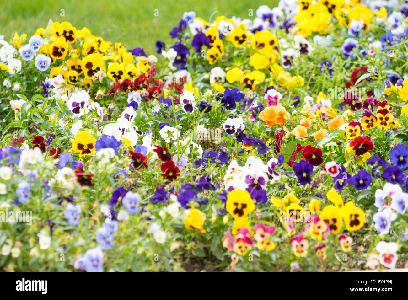 colorful spring small flowers abstract background Stock Photo - Alamy