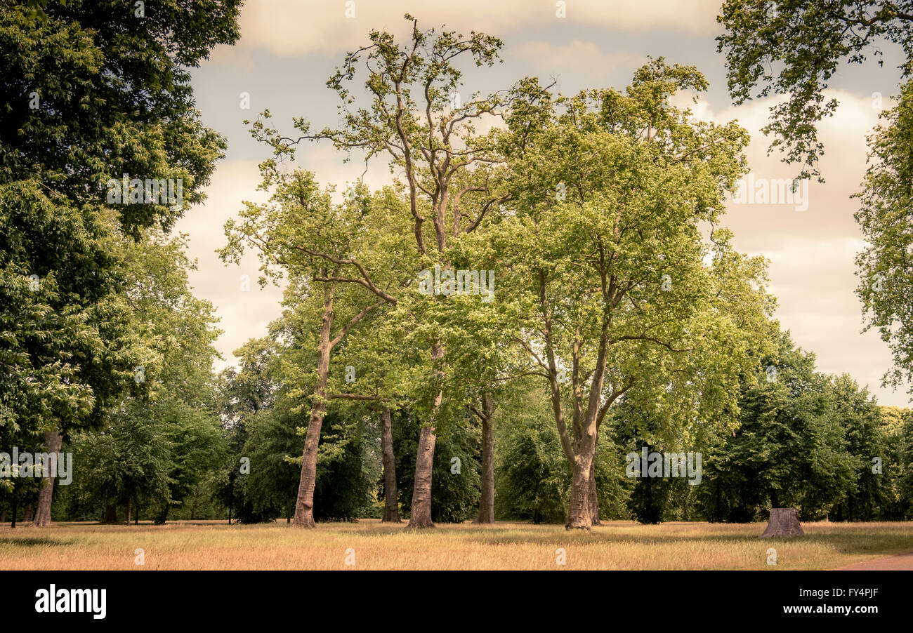 English woodland gardens hi-res stock photography and images - Alamy