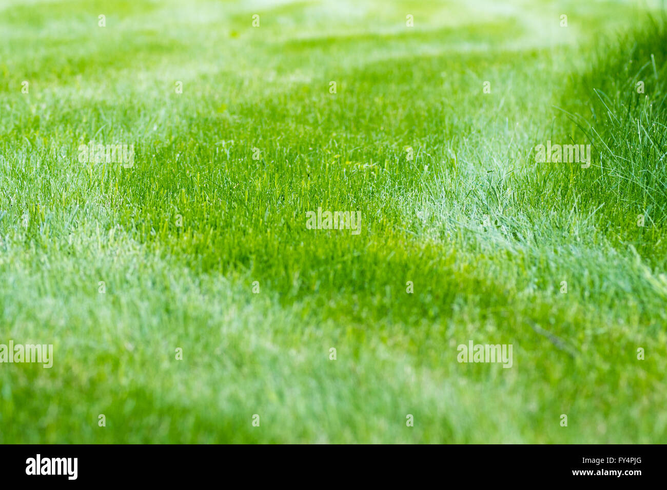 lawn grass with stripes Stock Photo - Alamy