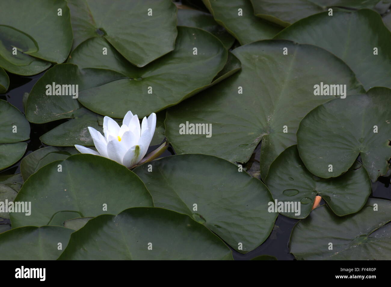 Waterlily (Nymphaea candida resp. Nymphaea alba) blossom Stock Photo ...