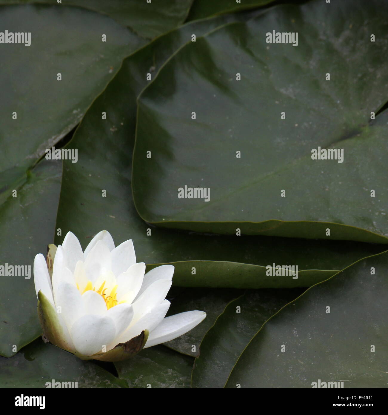 Waterlily (Nymphaea candida resp. Nymphaea alba) blossom Stock Photo ...
