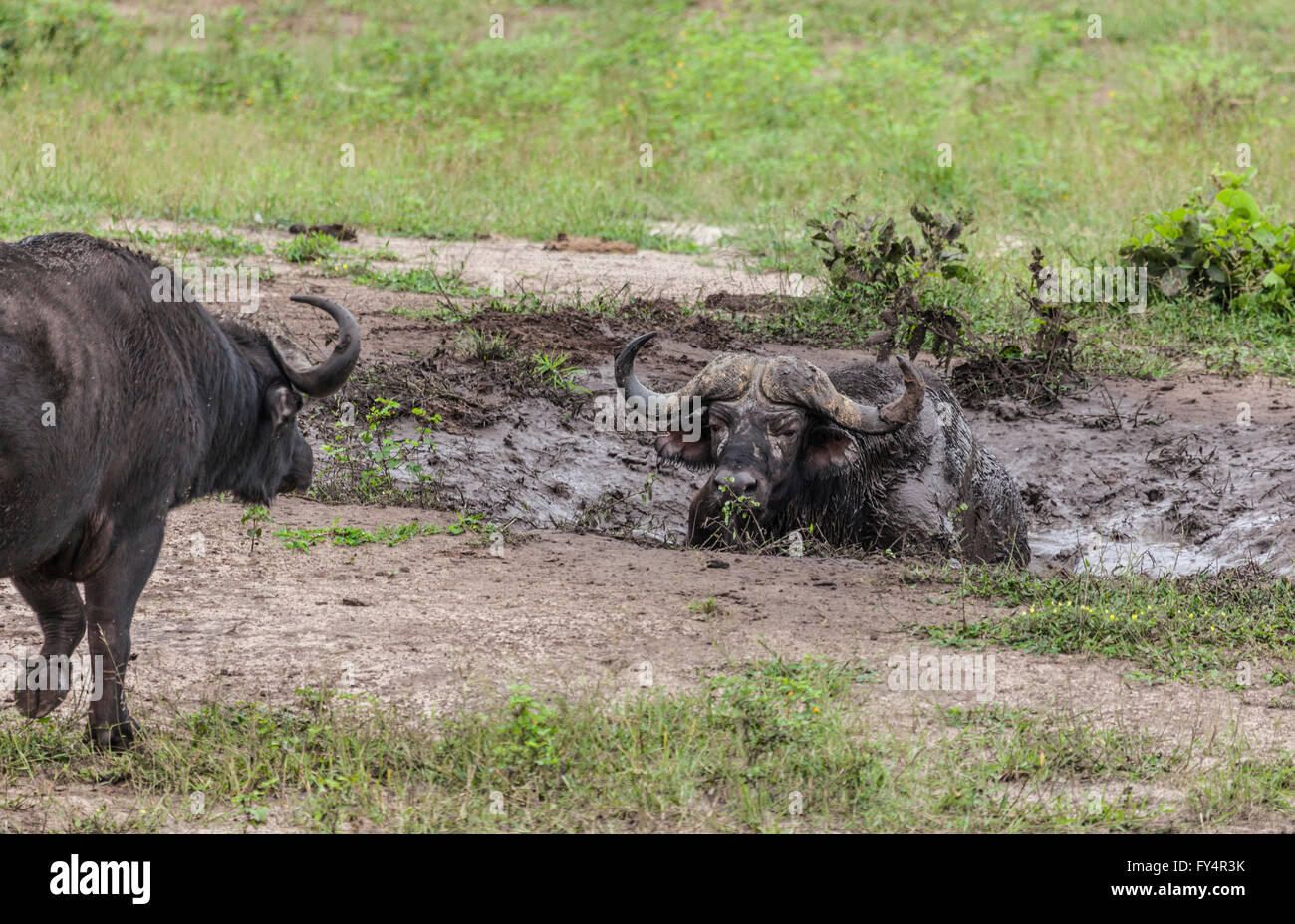 Buffalo wallow hi-res stock photography and images - Alamy