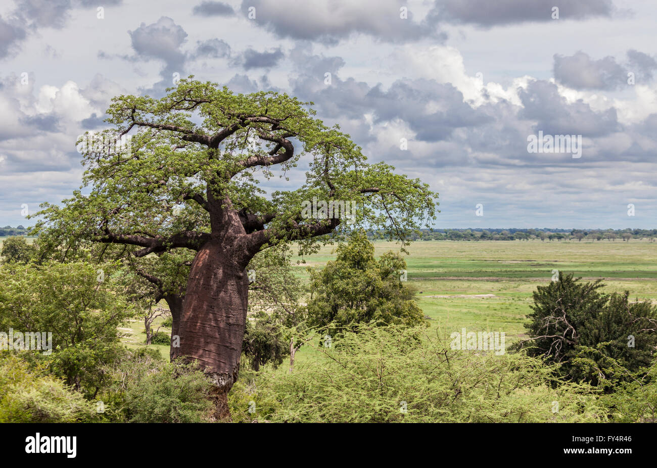 Landscape with Baobab (Adansonia) tree in the stretch of land between ...