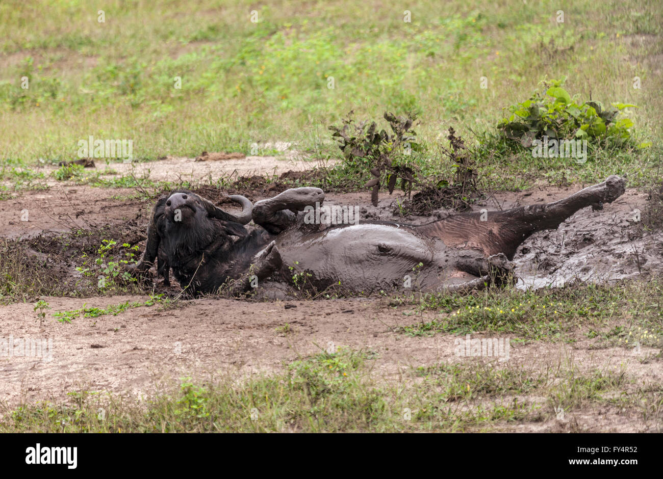 Buffalo wallow hi-res stock photography and images - Alamy