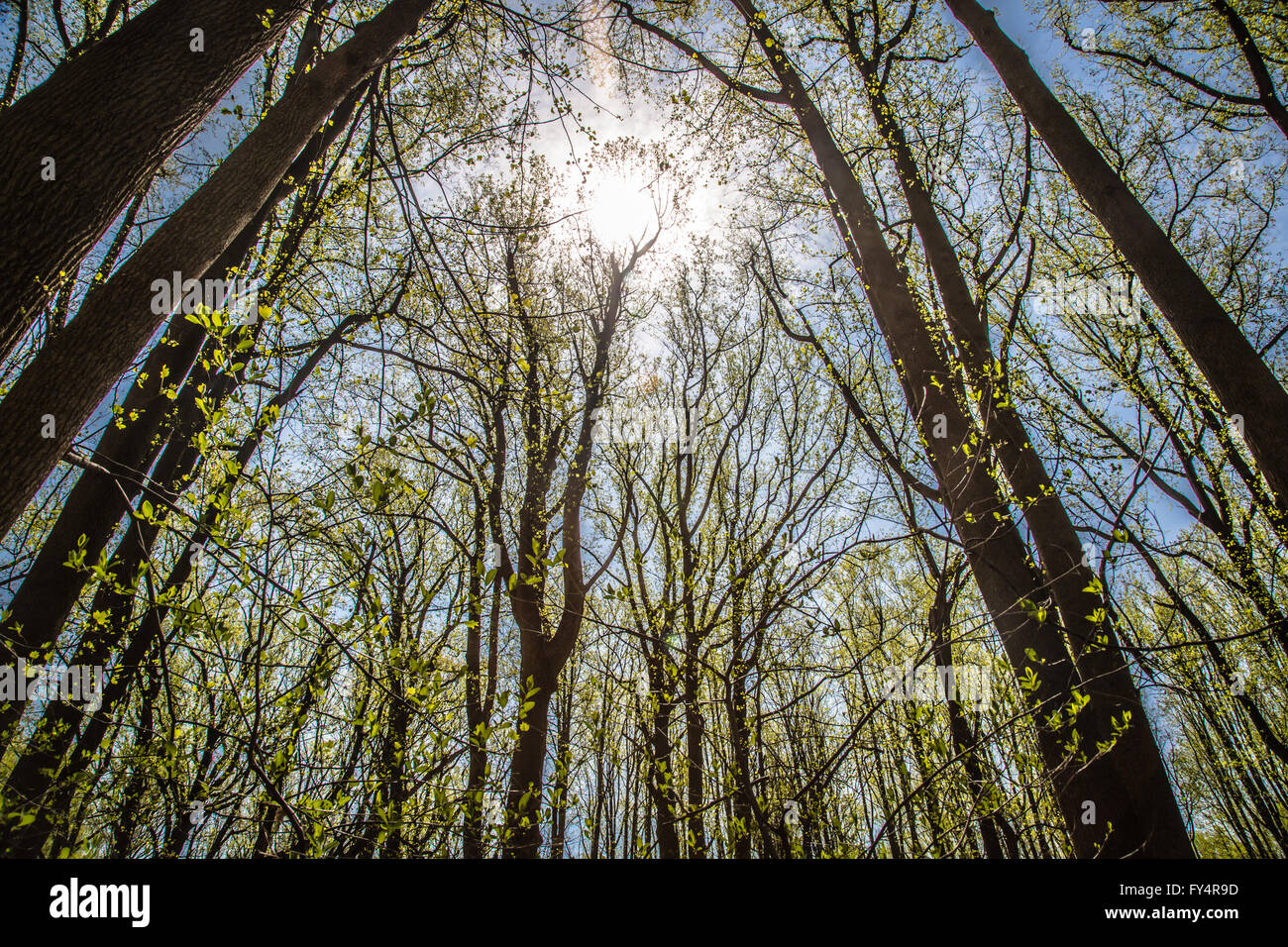 Spring sky through trees hi-res stock photography and images - Alamy
