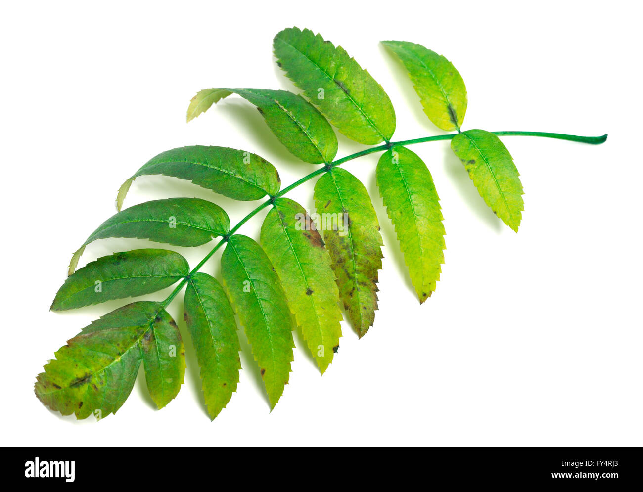 Rowan tree leaves Cut Out Stock Images & Pictures - Alamy