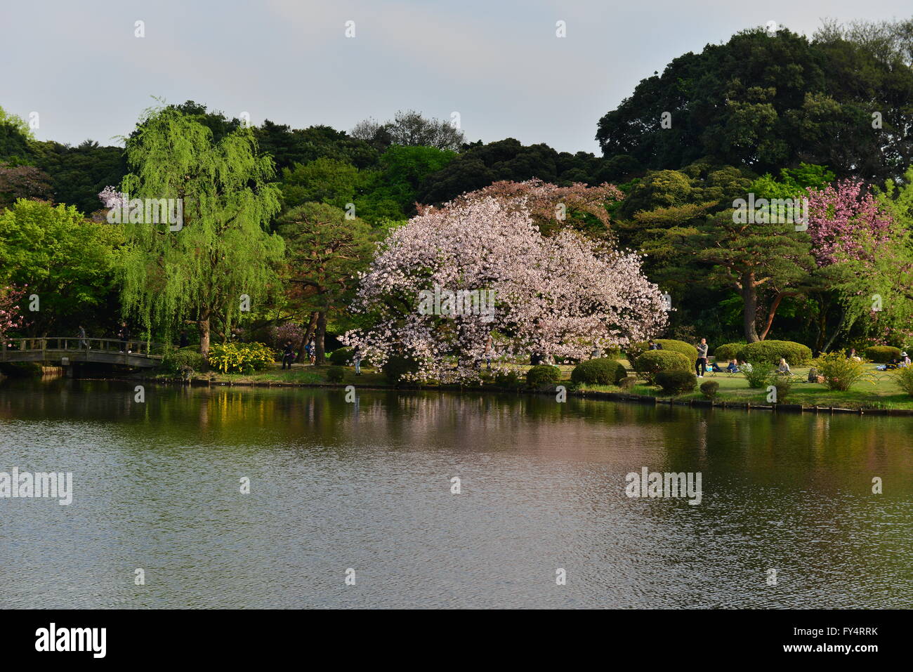 Shinjuku Gyoen, Tokyo, Japan Stock Photo - Alamy