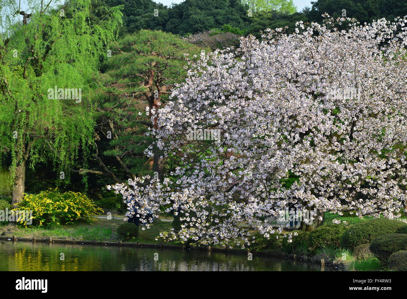 Shinjuku Gyoen, Tokyo, Japan Stock Photo - Alamy