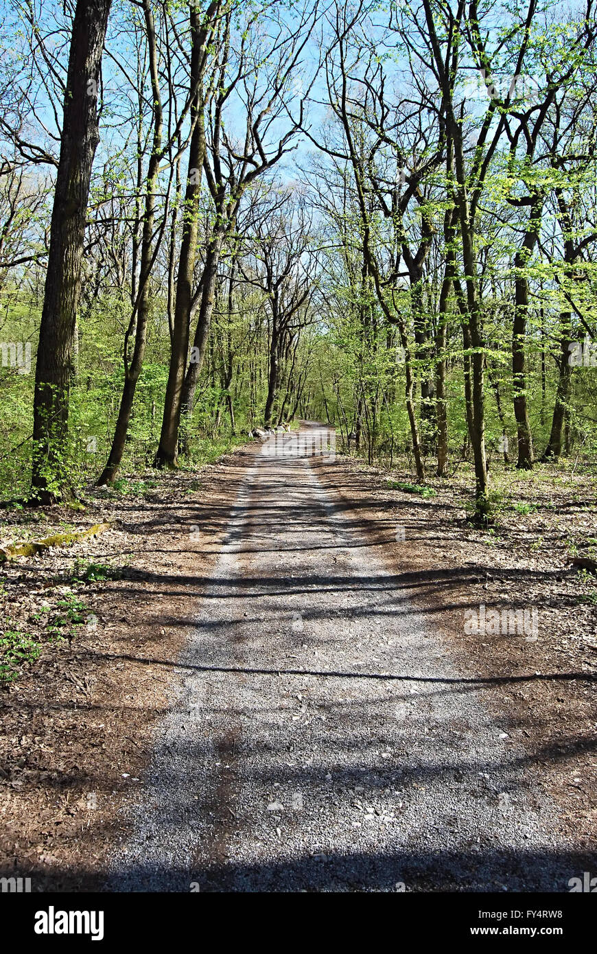 foot-path on spring deciduous forest in NPR Hadecka planinka near Brno ...