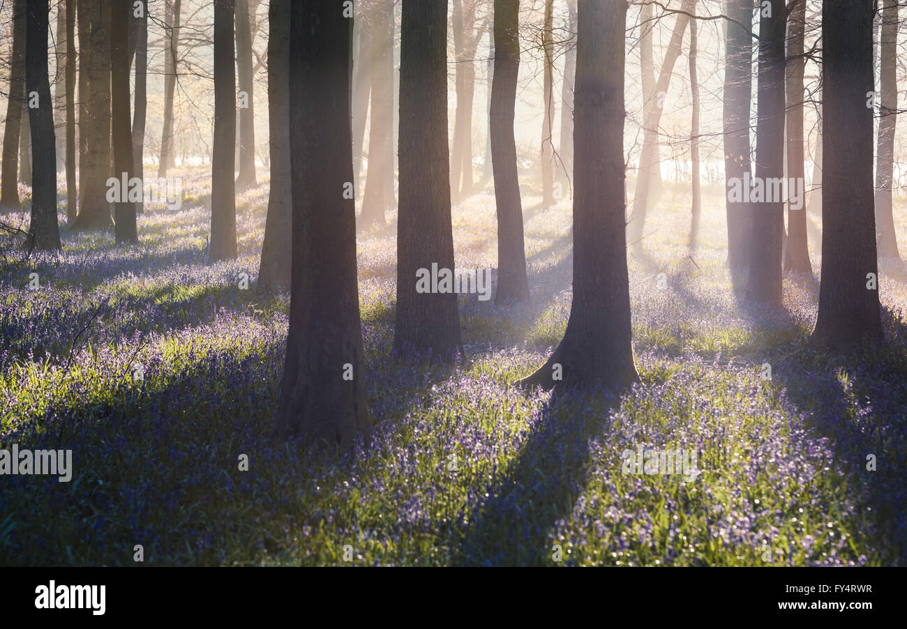 Sunrise through the trees in a Bluebell wood. Ashridge Estate ...