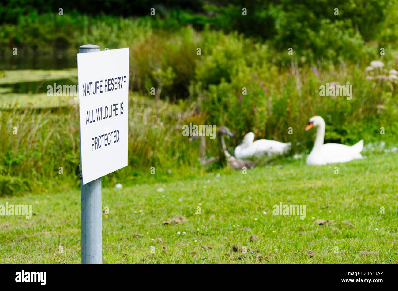 Warning swan hi-res stock photography and images - Alamy