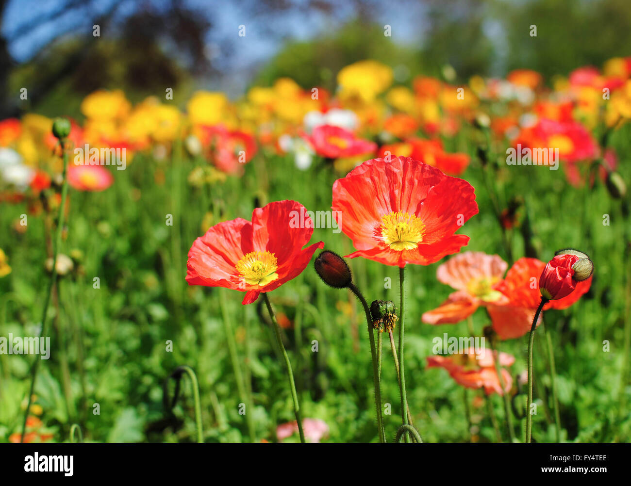 The poppy flower is a symbol of the spring in europe Stock Photo - Alamy