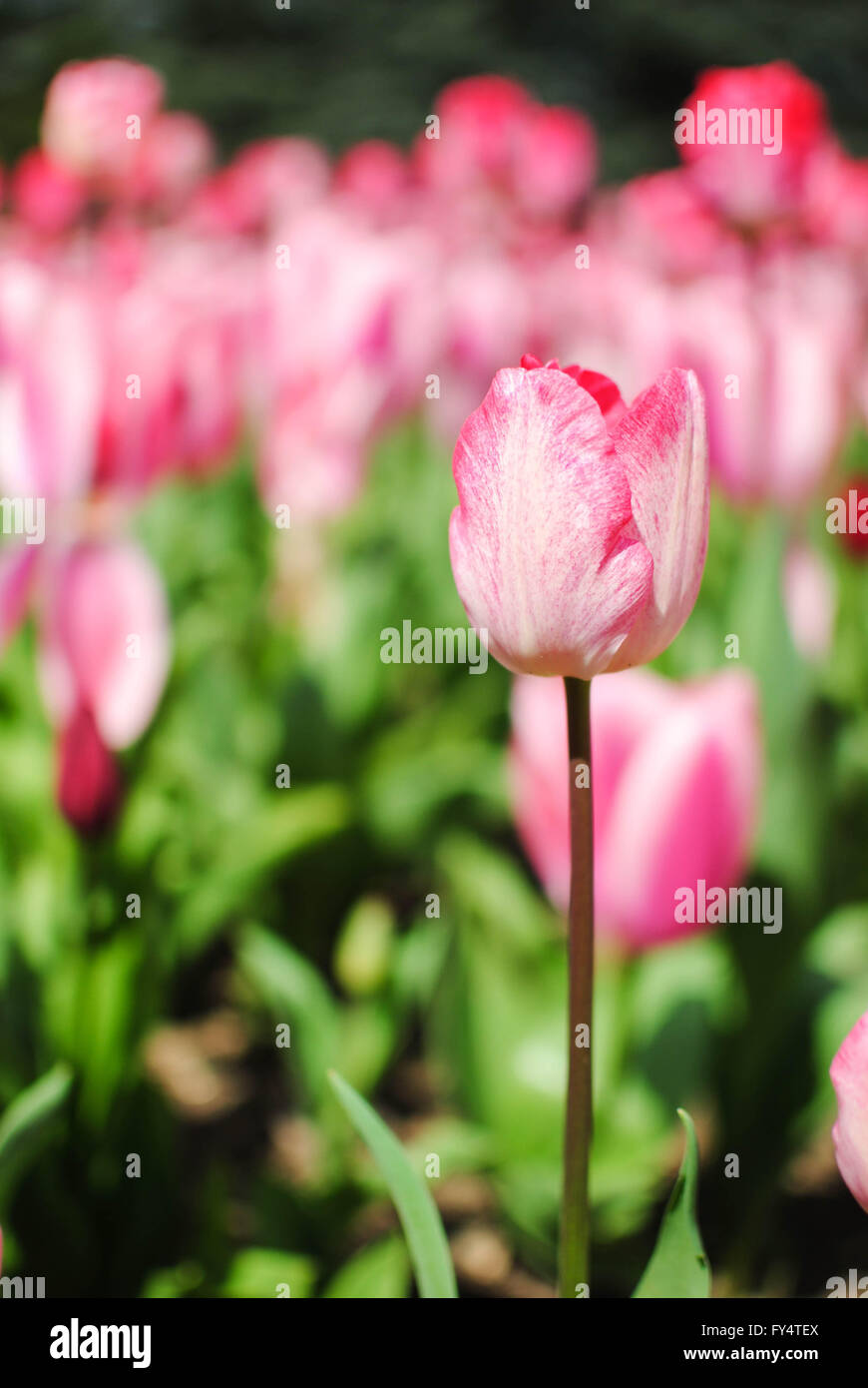 The tulip is the national flower of Netherlands Stock Photo - Alamy
