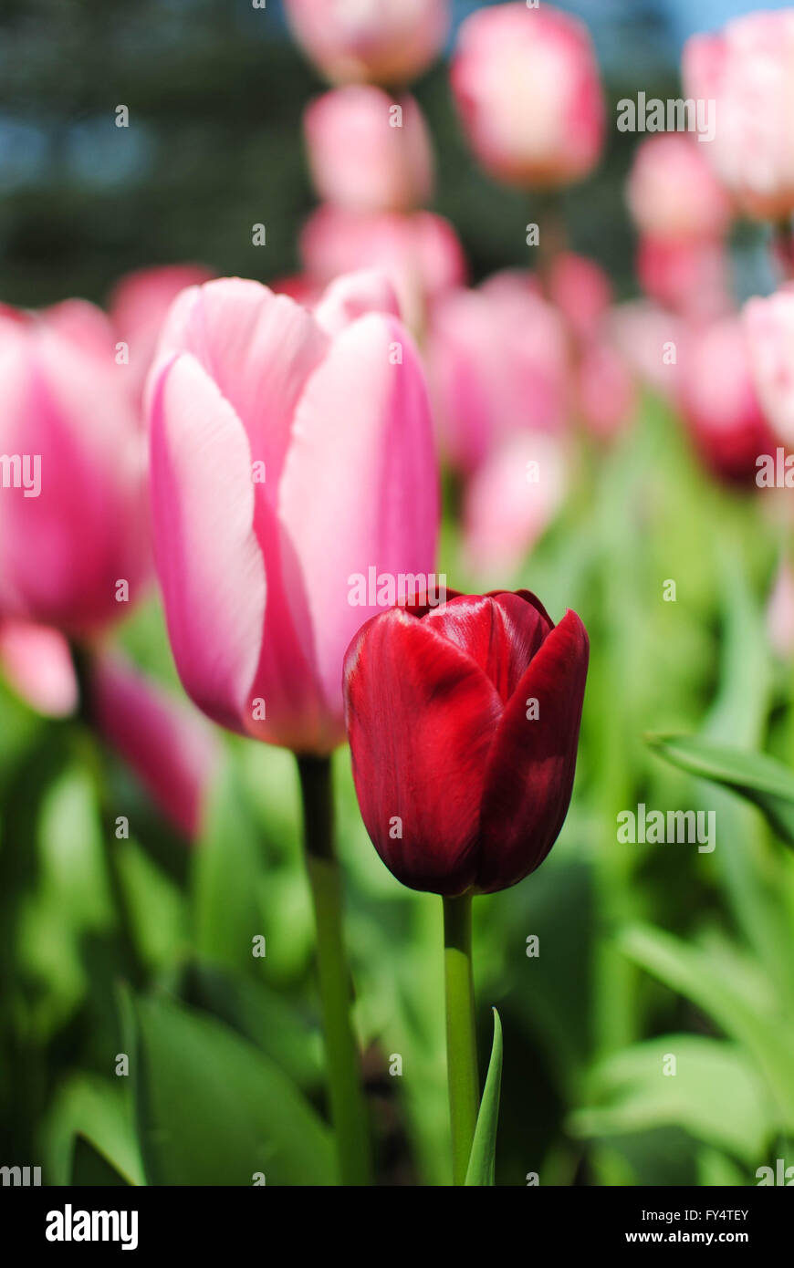 The tulip is the national flower of Netherlands Stock Photo - Alamy