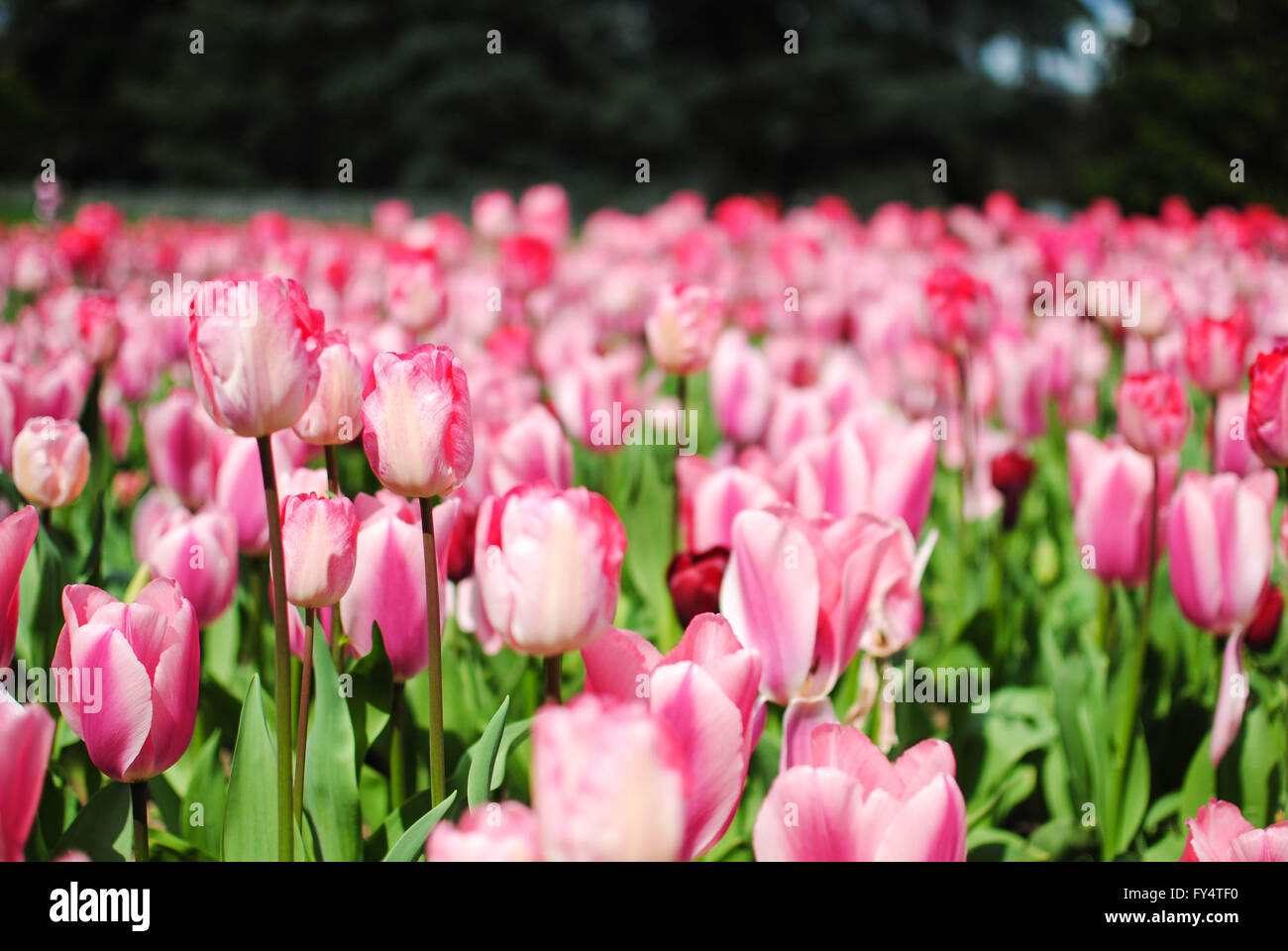 The tulip is the national flower of Netherlands Stock Photo - Alamy