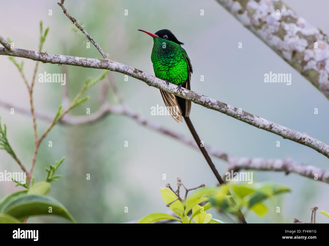 A male Red-billed Streamertail hummingbird (Trochilus polytmus) perched ...