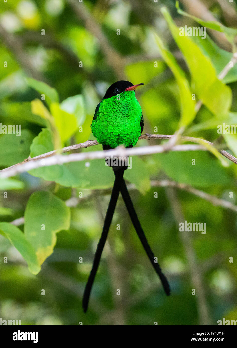 A male Red-billed Streamertail hummingbird (Trochilus polytmus) perched ...