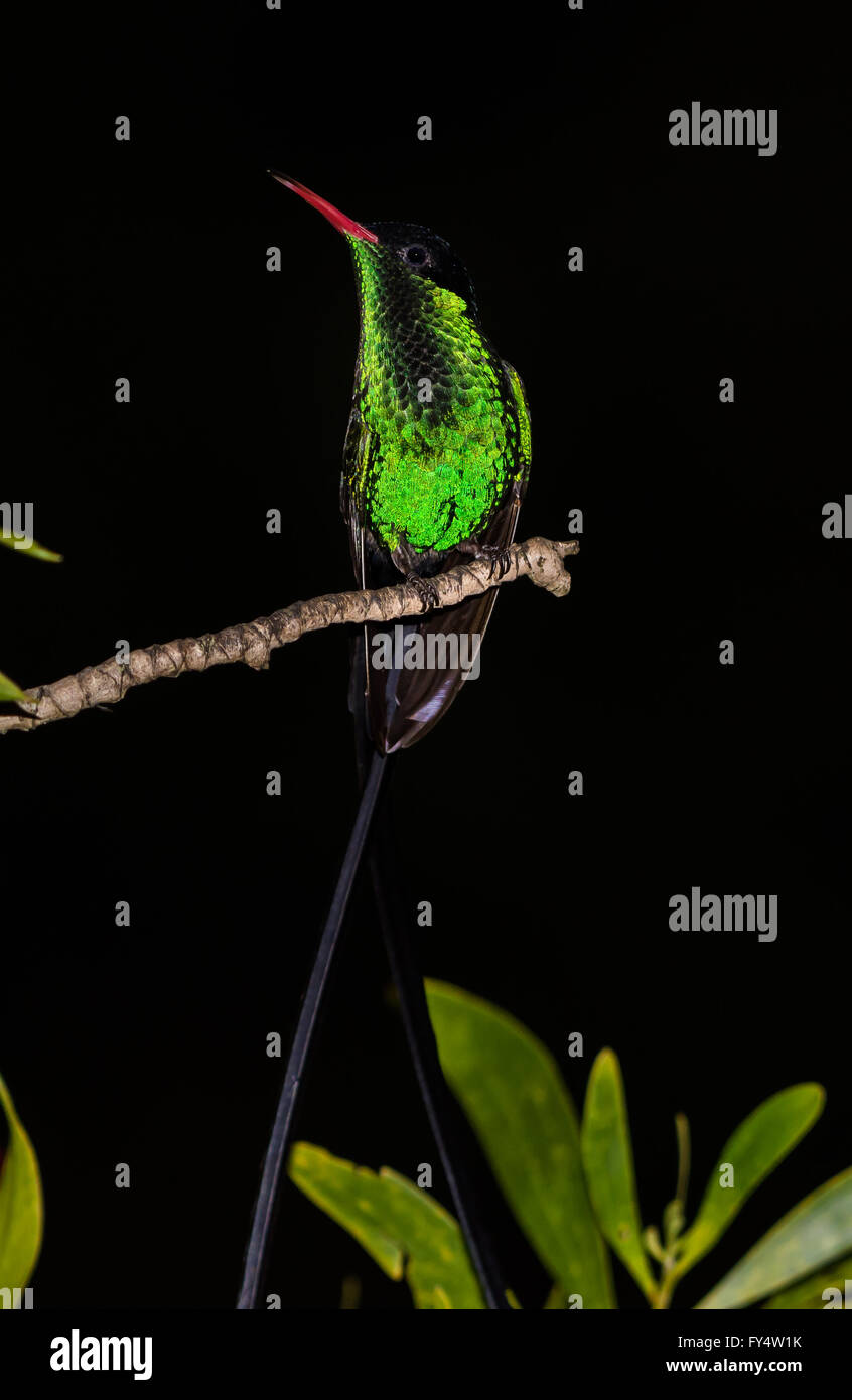 Red billed streamertail hummingbird trochilus polytmus hi-res stock ...