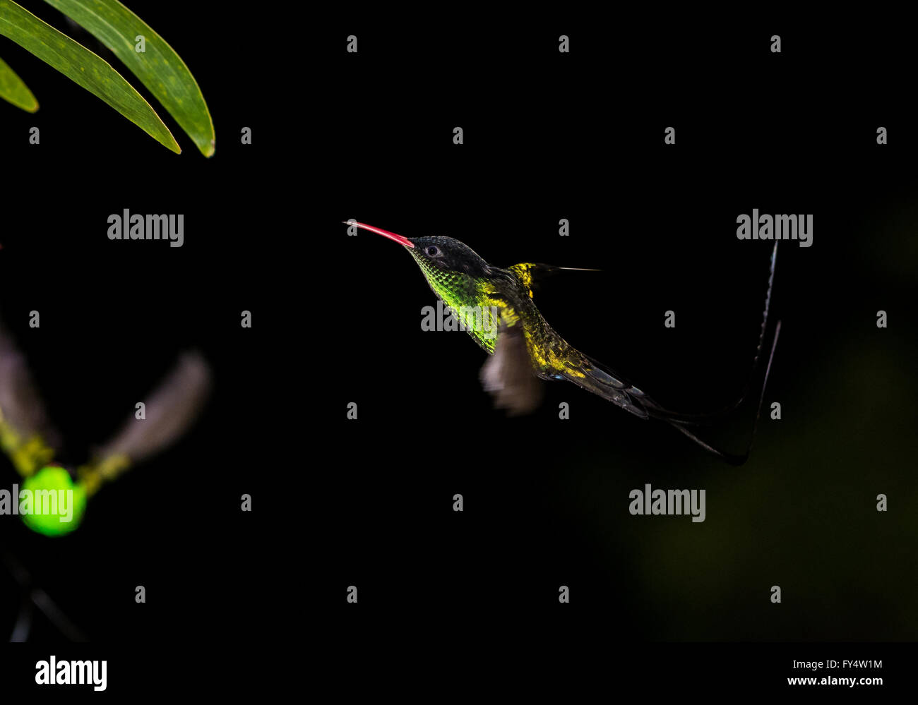 A male Red-billed Streamertail hummingbird (Trochilus polytmus) in ...
