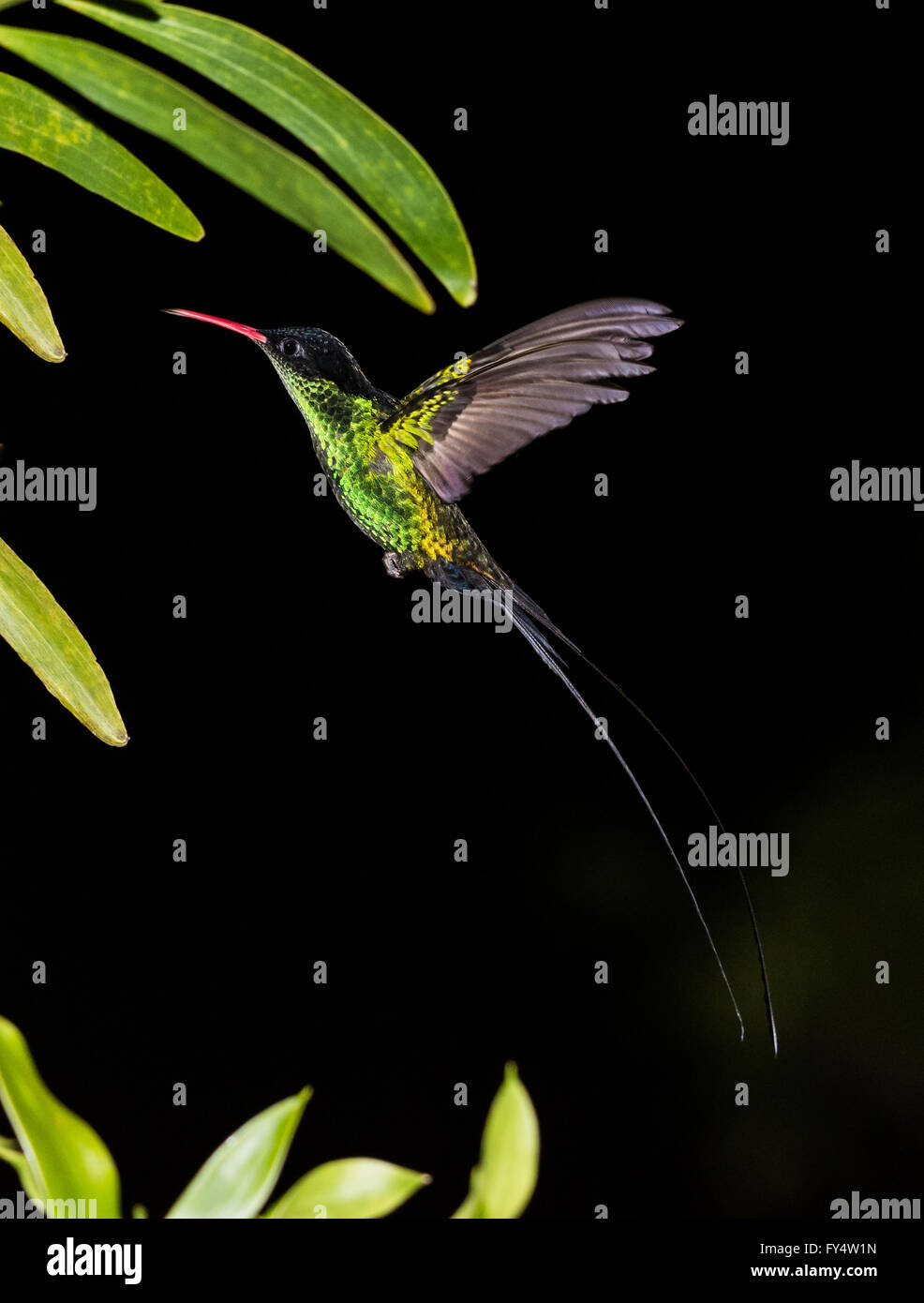 A male Red-billed Streamertail hummingbird (Trochilus polytmus) in ...