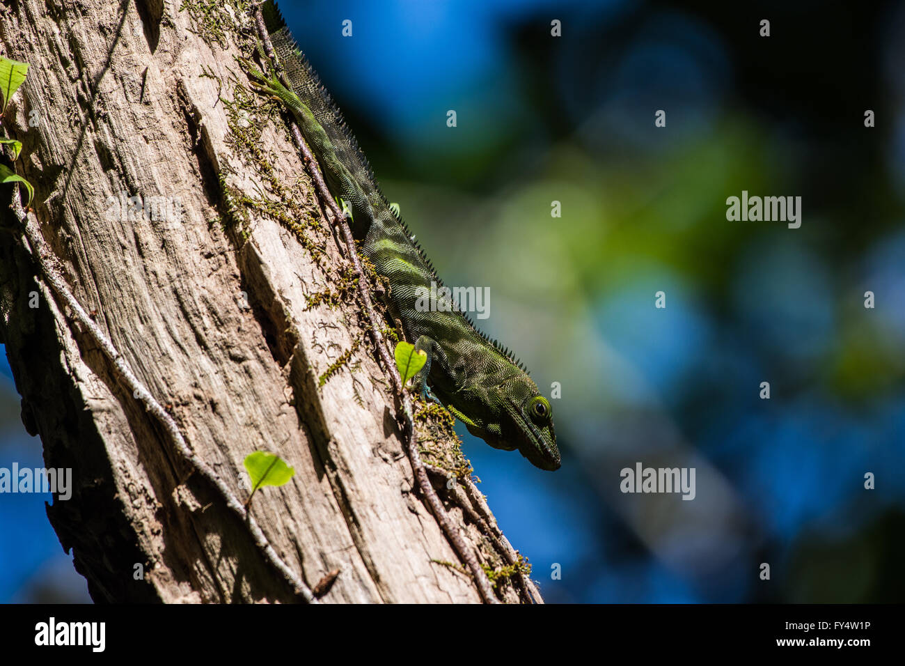 A colorful Giant Anole on a tree trunk. Jamaica, Caribbeans Stock Photo ...