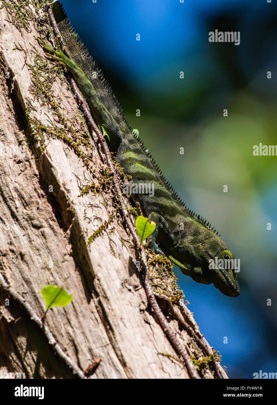 A colorful Jamaican Giant Anole (Anolis garmani) on a tree trunk ...