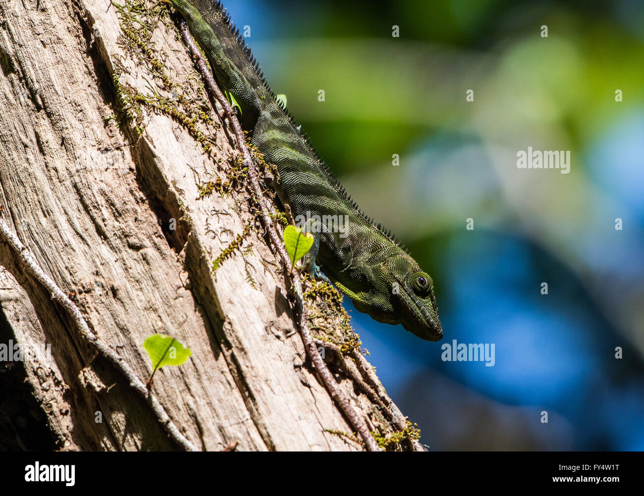 Jamaican giant anole anolis garmani hi-res stock photography and images ...