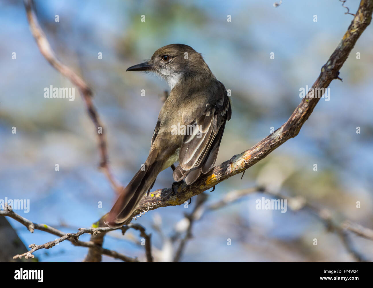 Barbirostris hi-res stock photography and images - Alamy