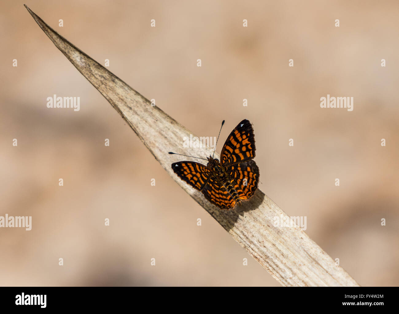 Dead butterfly hi-res stock photography and images - Alamy