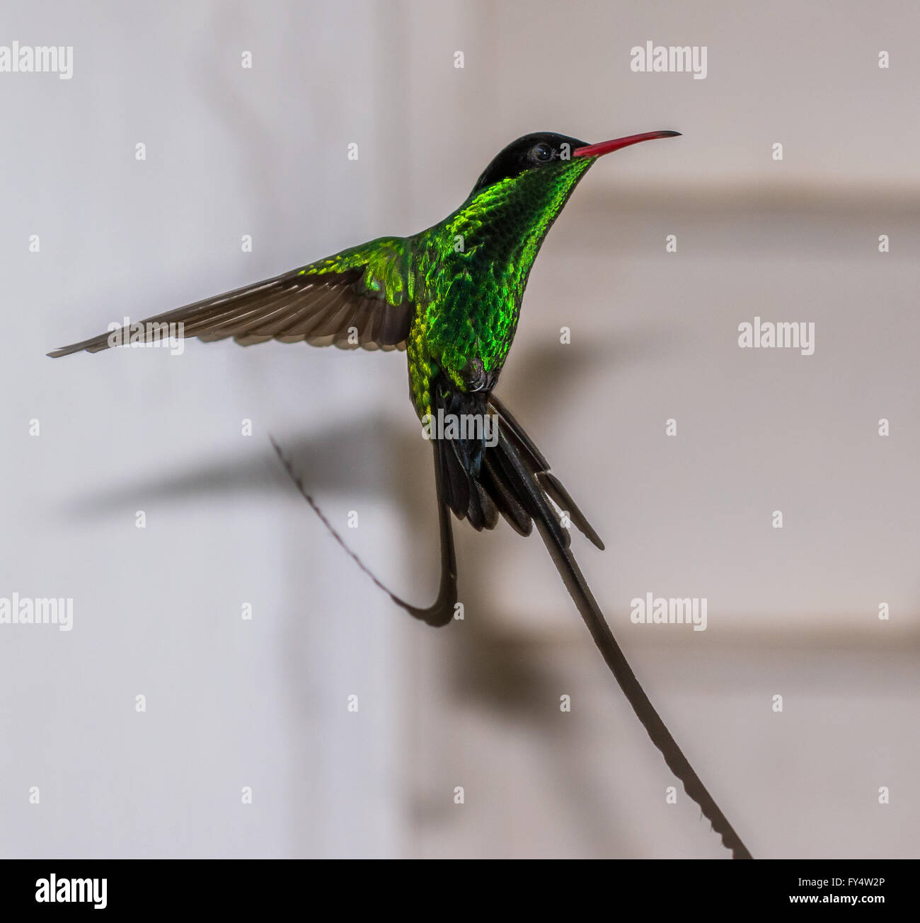 Red billed streamertail flying hi-res stock photography and images - Alamy