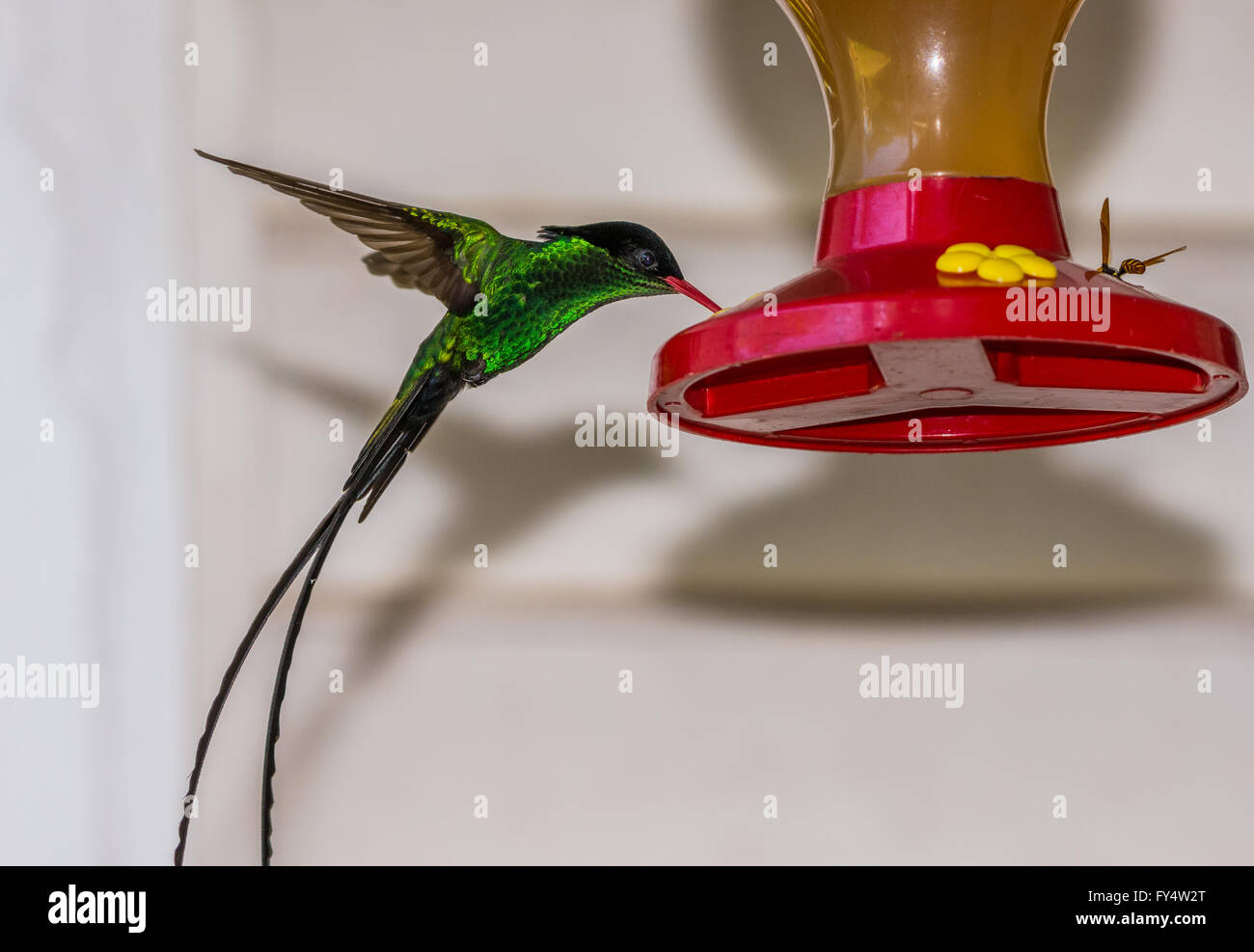 A male Red-billed Streamertail hummingbird (Trochilus polytmus) feeding ...