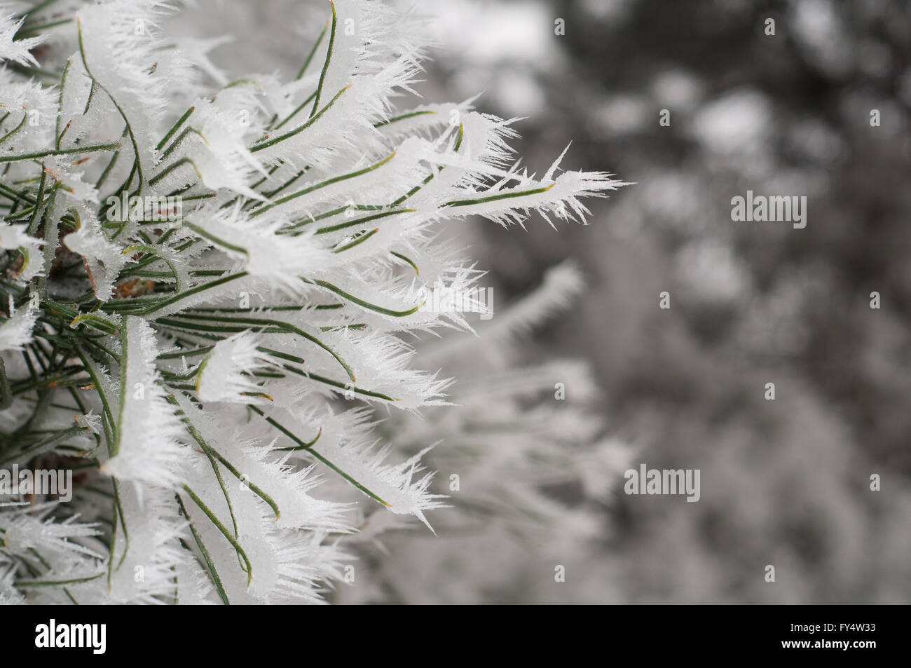 Sul ross state university hi-res stock photography and images - Alamy