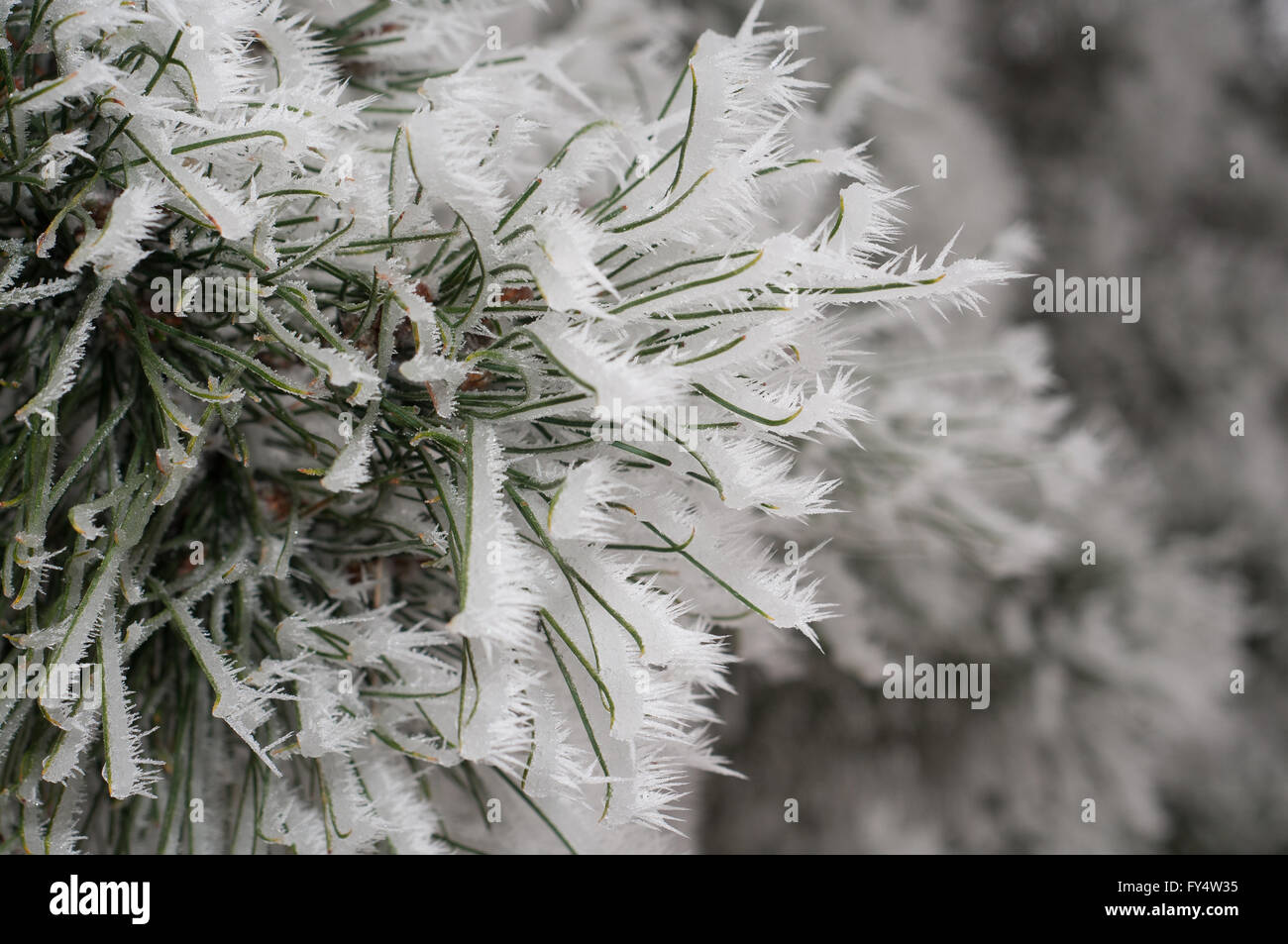 Sul ross state university hi-res stock photography and images - Alamy